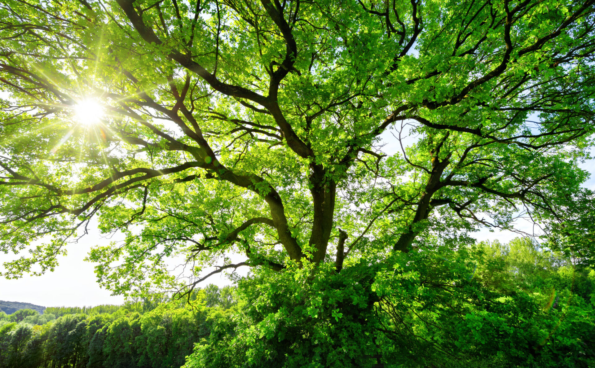 Nature Rising | Design West